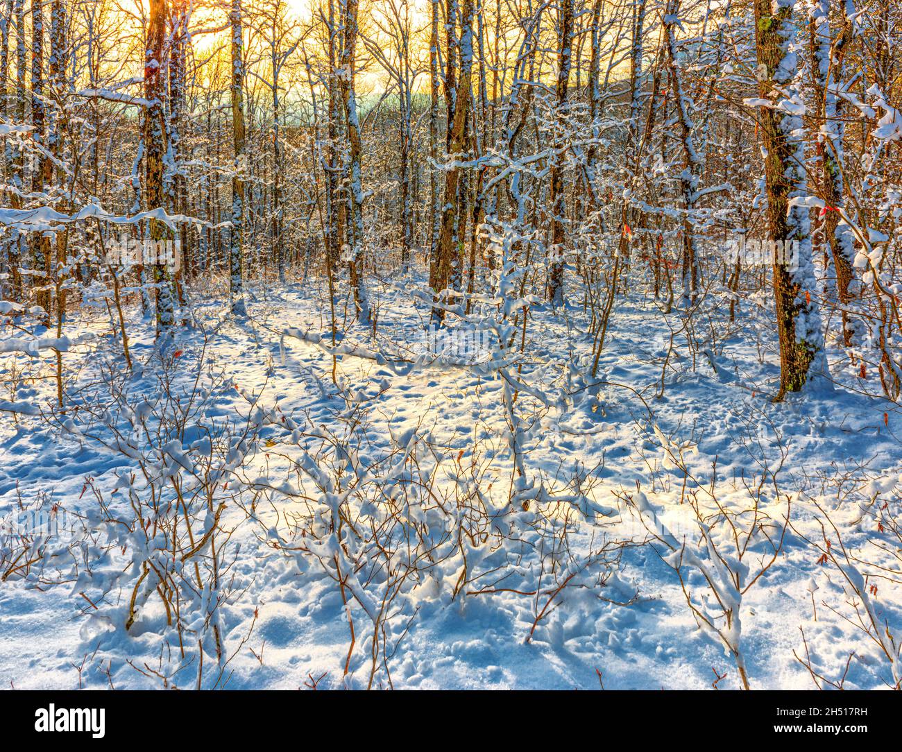 Evening twilight fantasy forest hi-res stock photography and images - Alamy