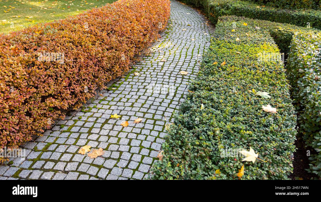 old cobblestone footpath at a park. Decorative trimming of trees and ...