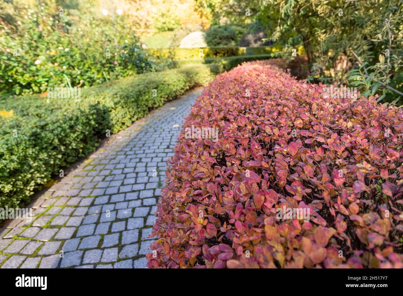 old cobblestone footpath at a park. Decorative trimming of trees and ...