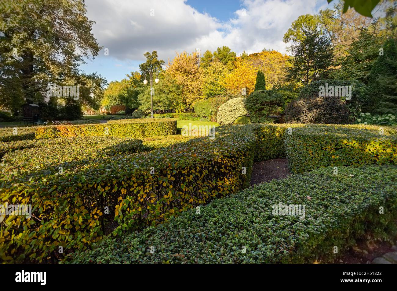 Green decorative trimmed trees in a park. Autumn landscape design ...