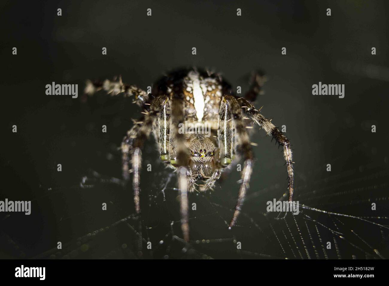 horizontal photo of a crusader spider in the garden Stock Photo - Alamy