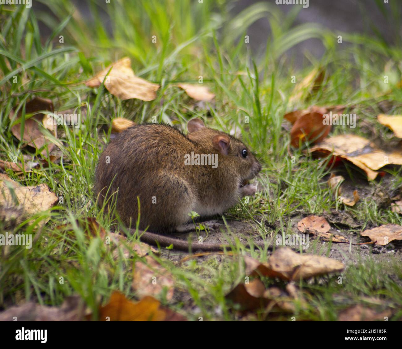 horizontal photo of a rat by the river Stock Photo - Alamy