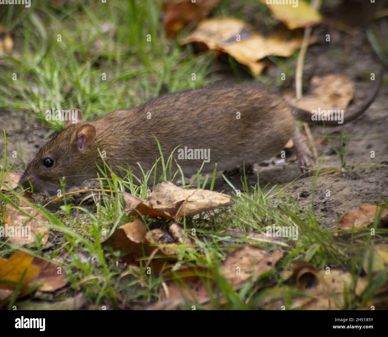 horizontal photo of a rat by the river Stock Photo - Alamy