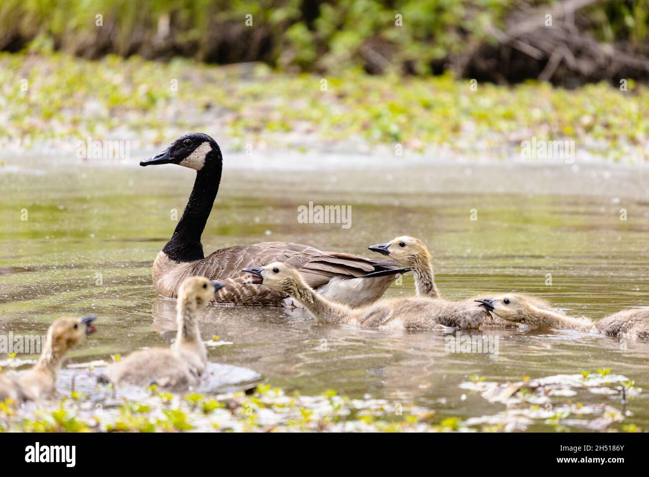Family of geese at the Ernest L. Oros Wildlife Preserve in Avenel, New ...