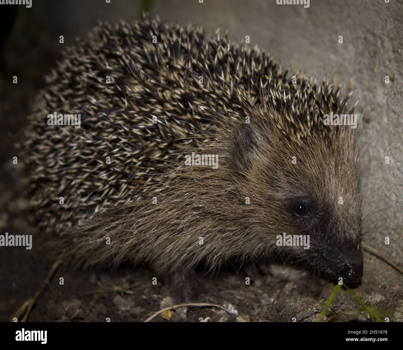 horizontal photo of the hedgehog Stock Photo - Alamy