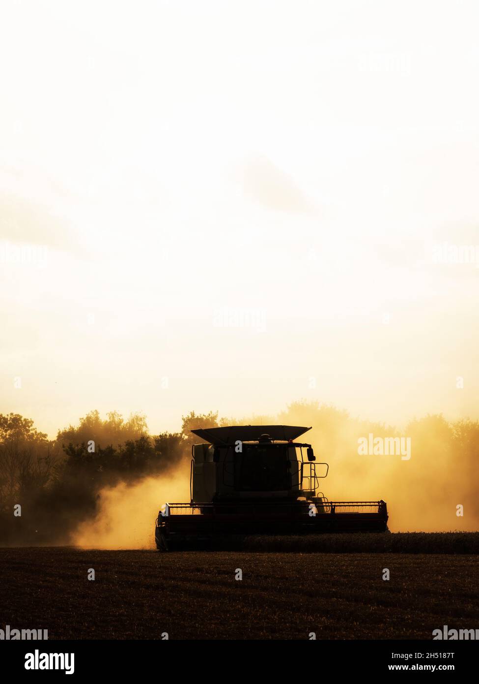 Combine Harvester at work in silhouette during harvest in evening light ...
