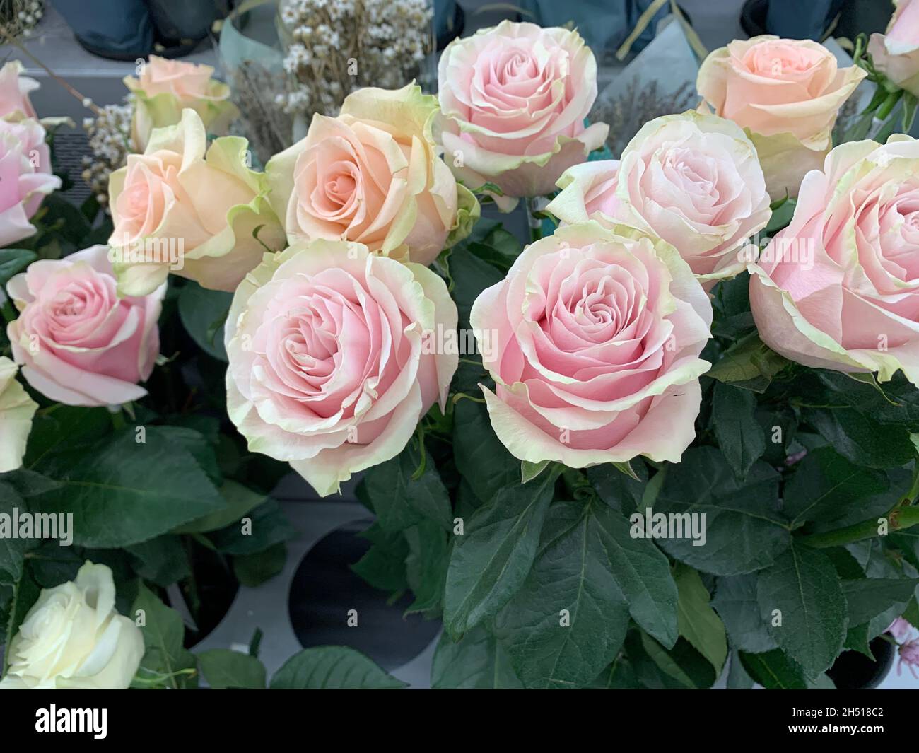 Cut fresh roses of pastel colors, sale. Studio Photo Stock Photo - Alamy