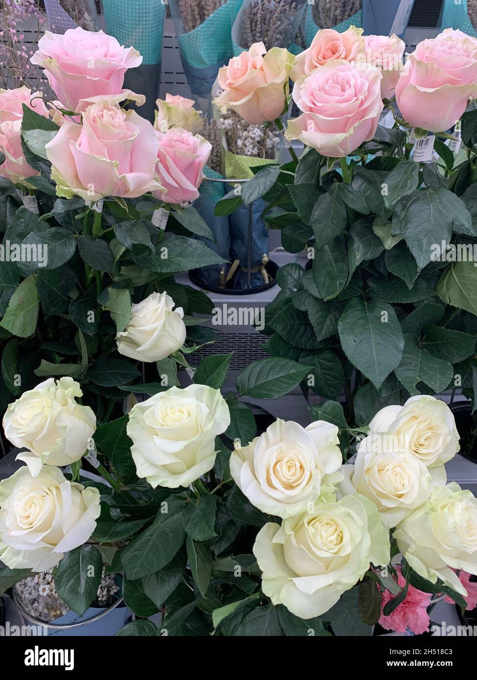 Cut fresh roses of pastel colors, sale. Studio Photo Stock Photo - Alamy