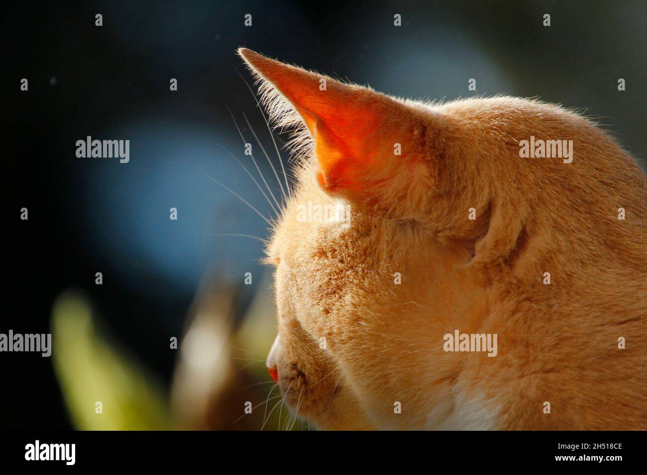 Closeup of a Cream Tabby Cat Head Stock Photo - Alamy
