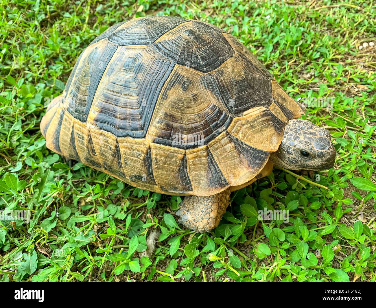 Brown turtle standing on green grass. Studio Photo Stock Photo - Alamy