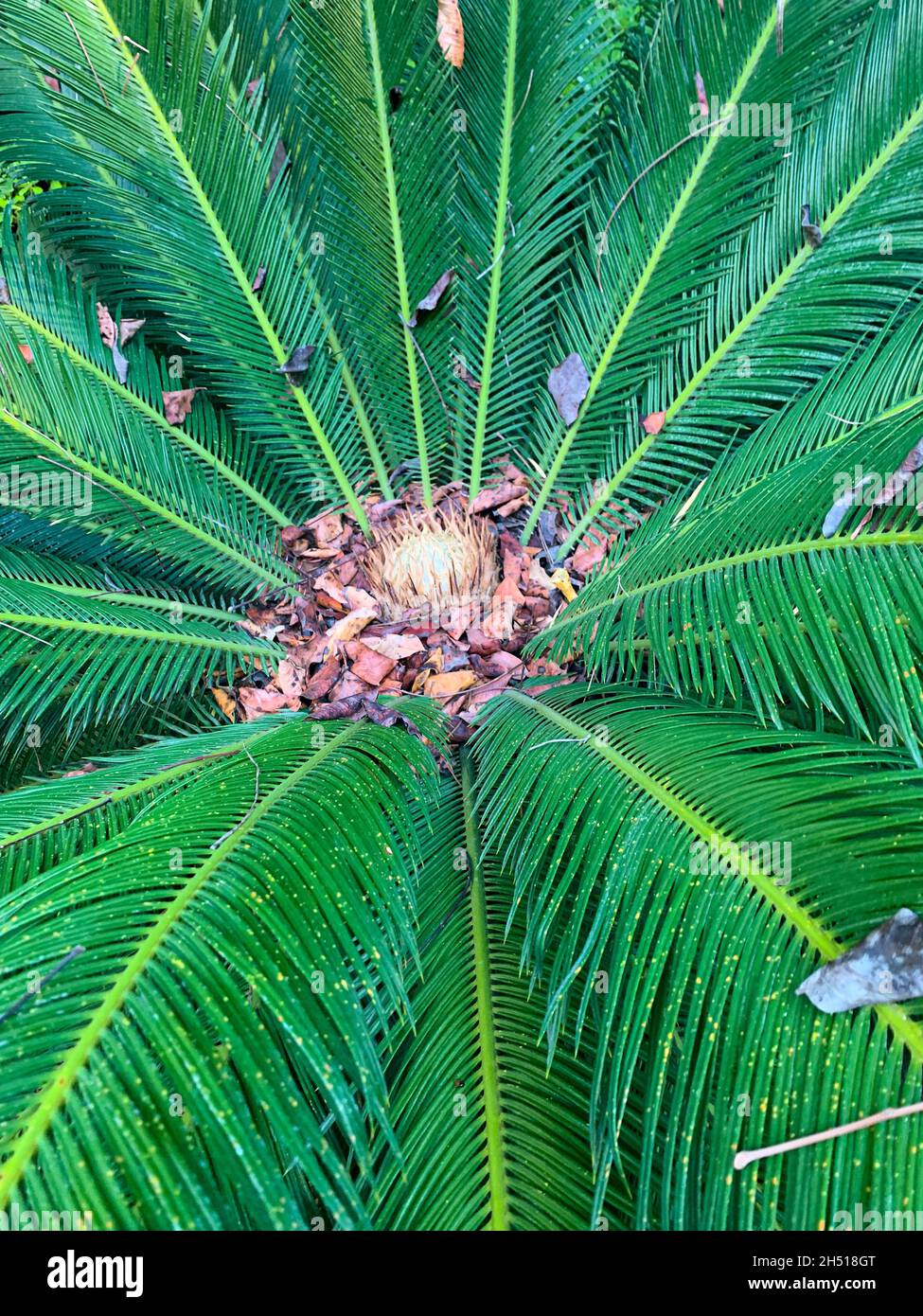 Evergreen plant Cycas rumphii cone. Studio Photo Stock Photo - Alamy