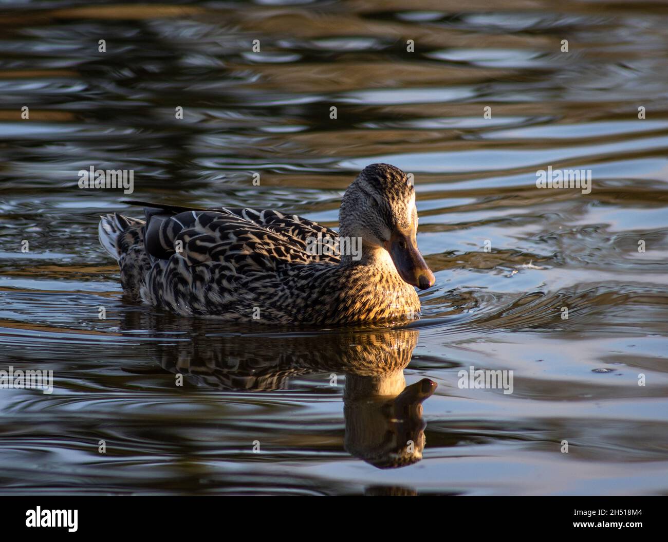 Cute duck bird in green hi-res stock photography and images - Alamy