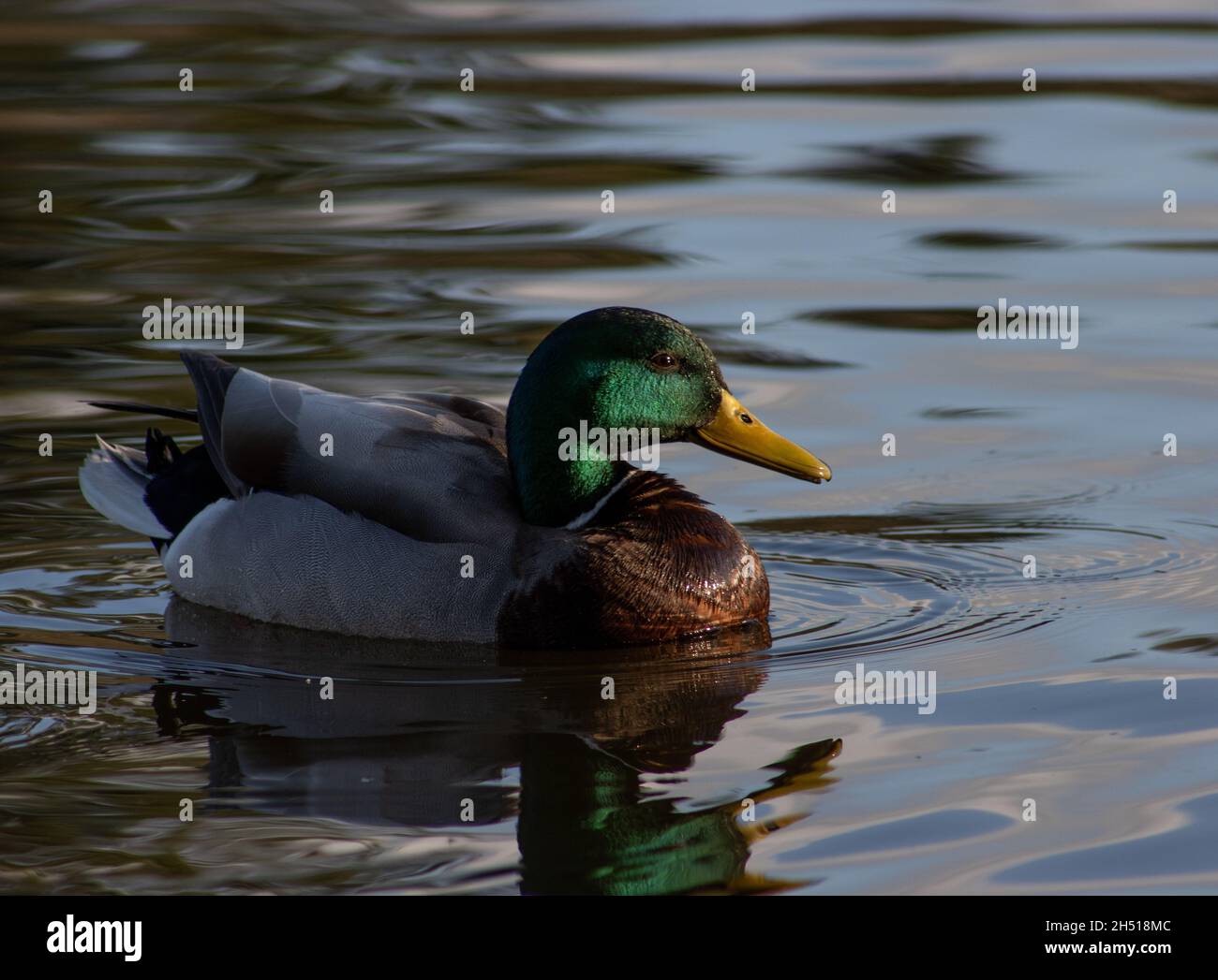 Grey duck hi-res stock photography and images - Alamy
