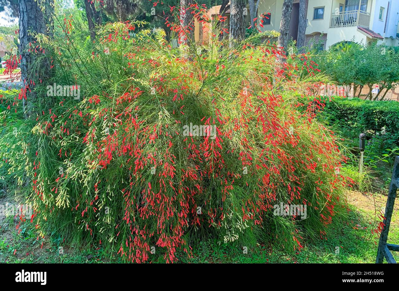 Ornamental bush with red flowers growing outside. Studio Photo Stock ...