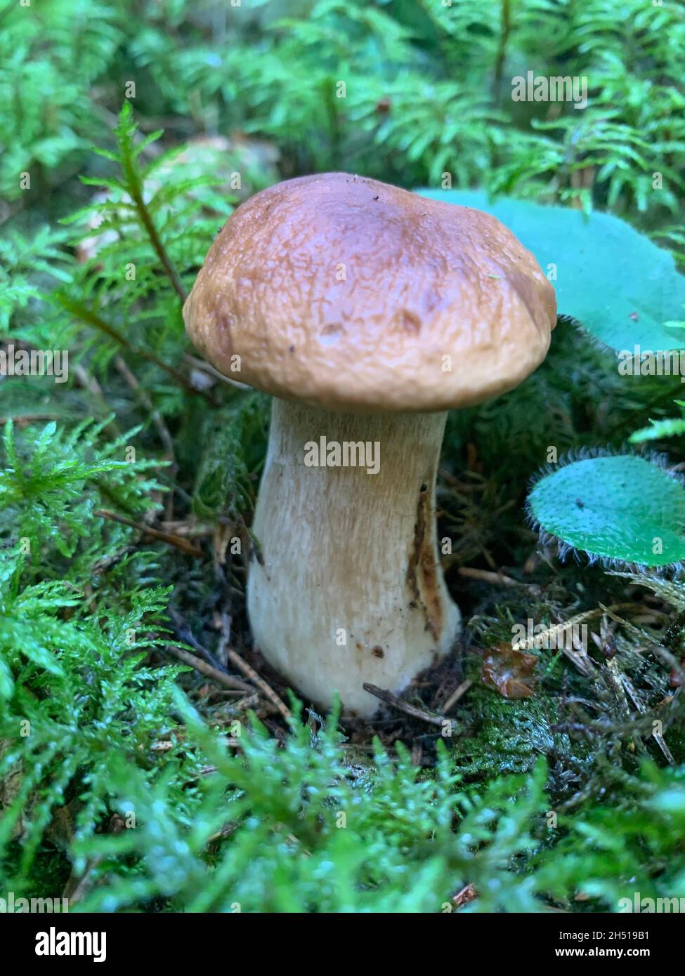 Single edible wild forest boletus mushroom grows in ground Stock Photo ...
