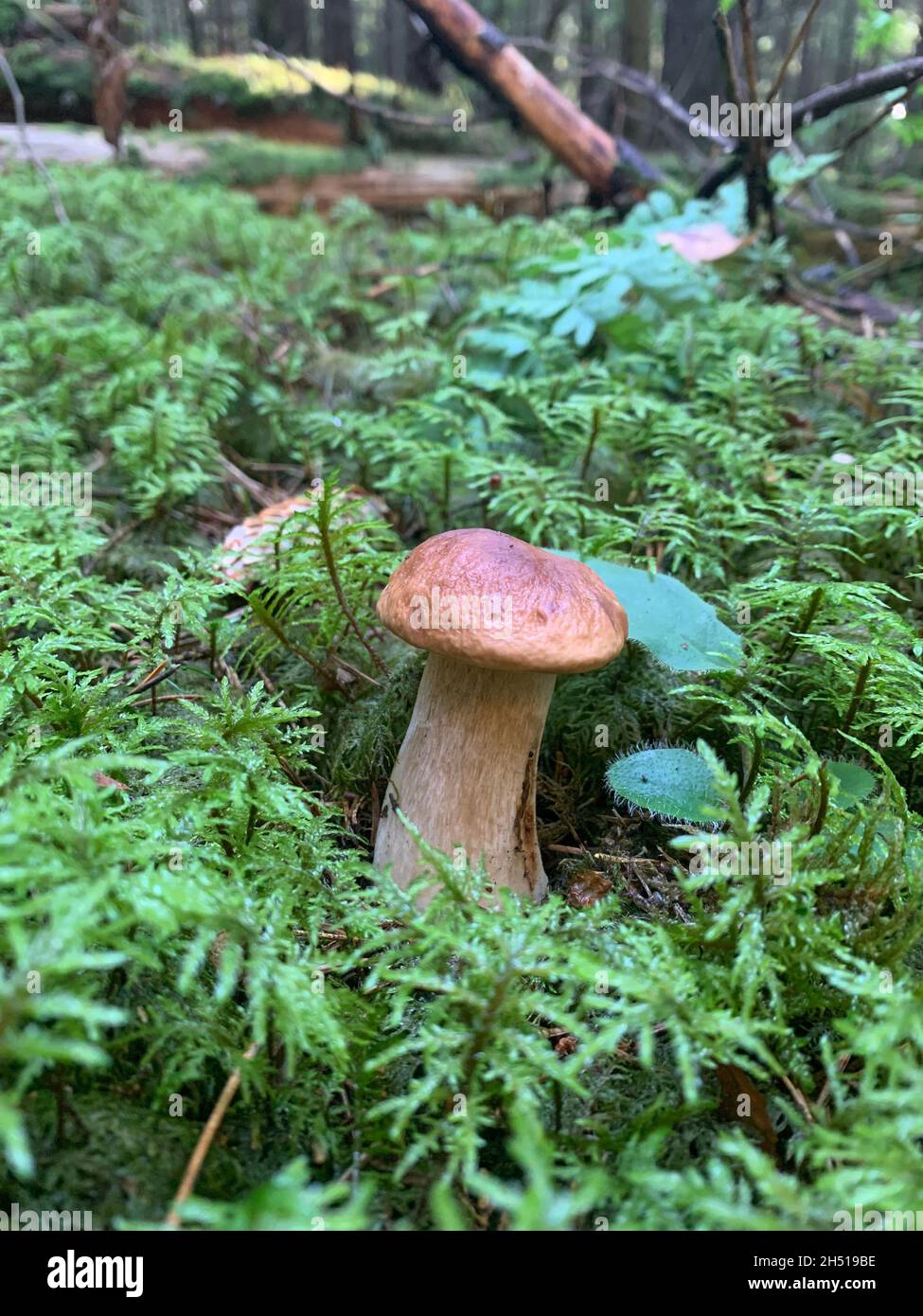 Single edible wild forest boletus mushroom grows in ground Stock Photo ...