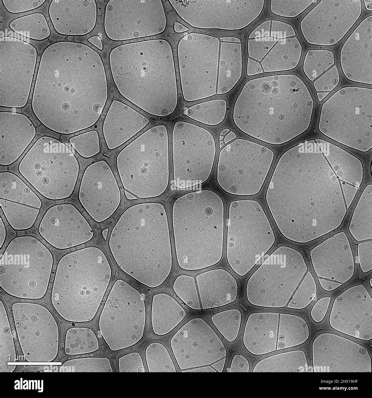 Grid electron microscope hi-res stock photography and images - Alamy