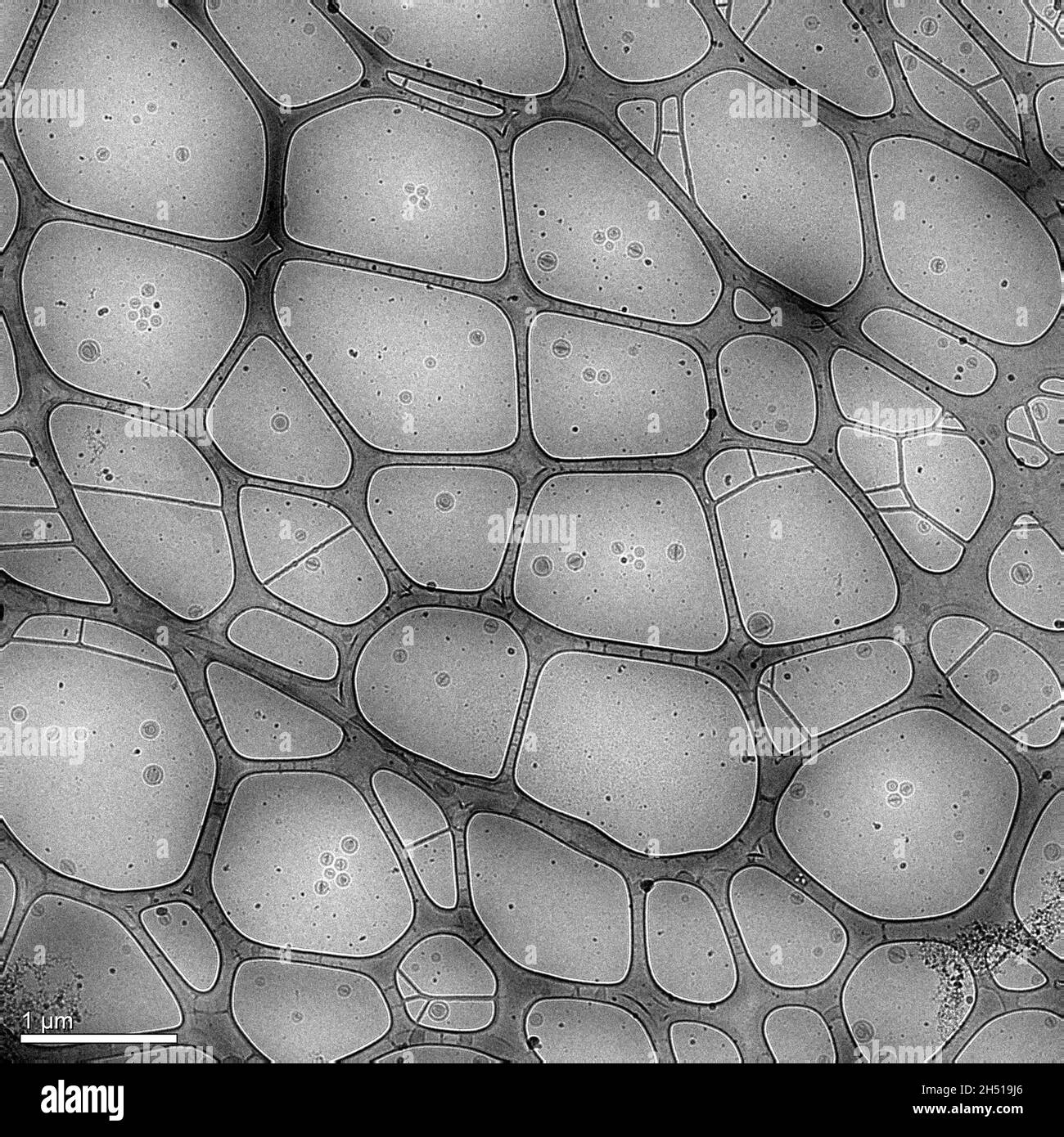 Shot with a cryogenic electron microscope, an anticancer drug ...