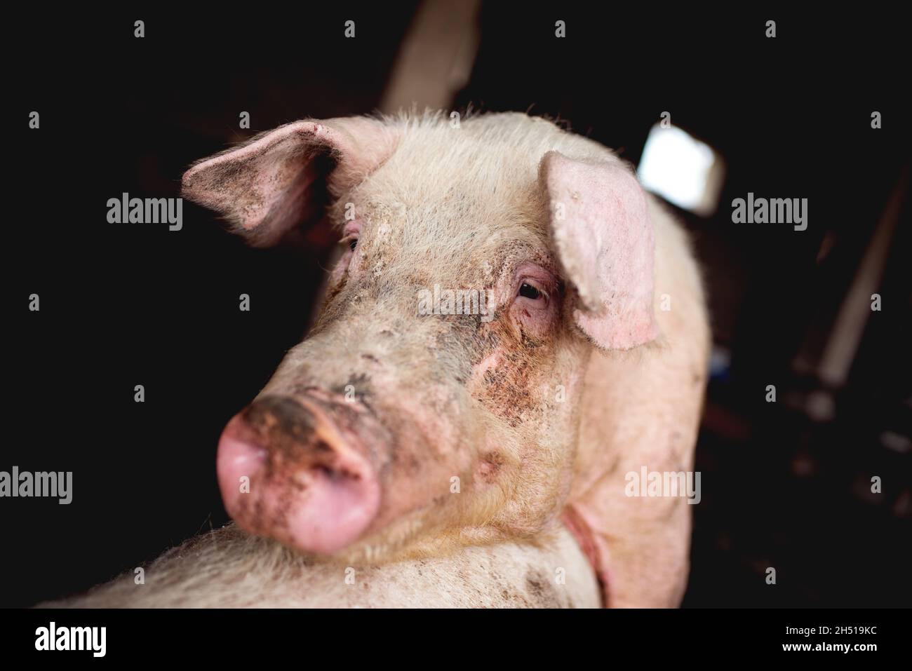 Pig looking at camera hi-res stock photography and images - Alamy