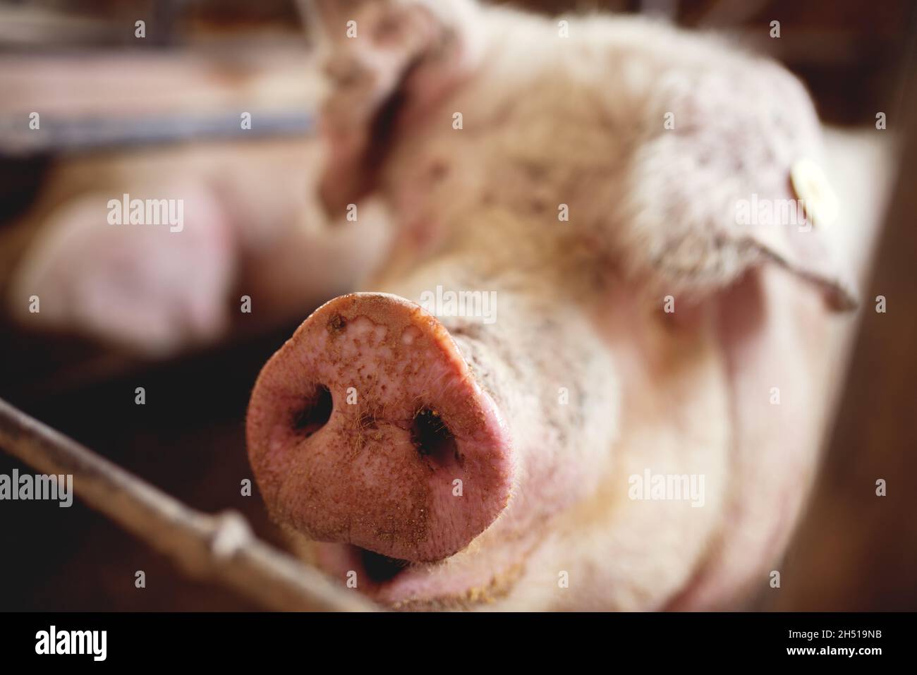 Pig at pig farm. Pig portrait. Pig nose Stock Photo - Alamy