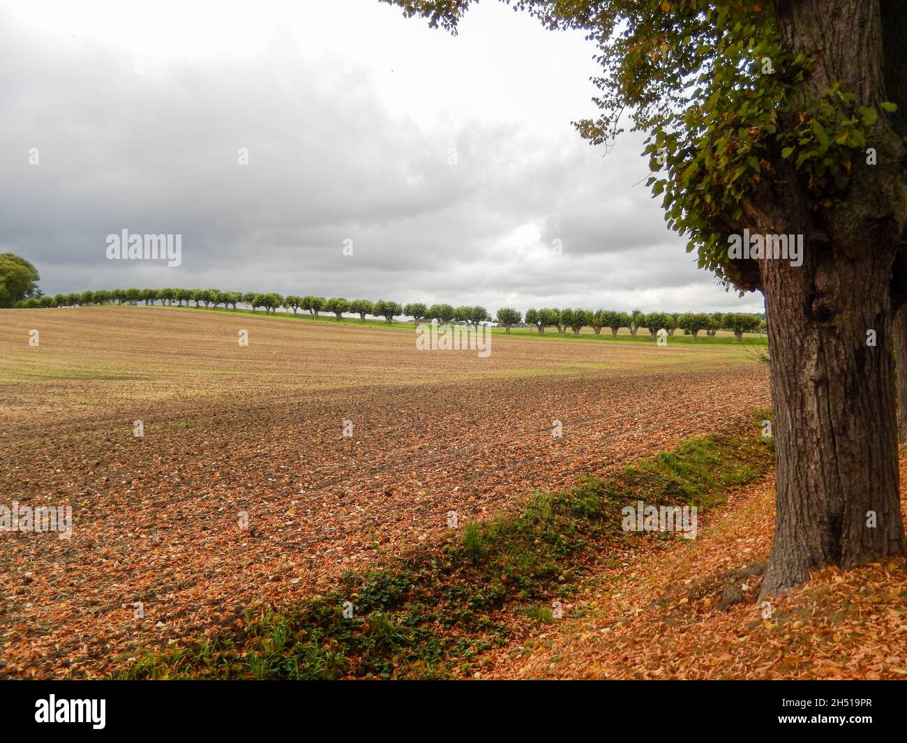 Rural field with plants on a cloudy day Stock Photo - Alamy