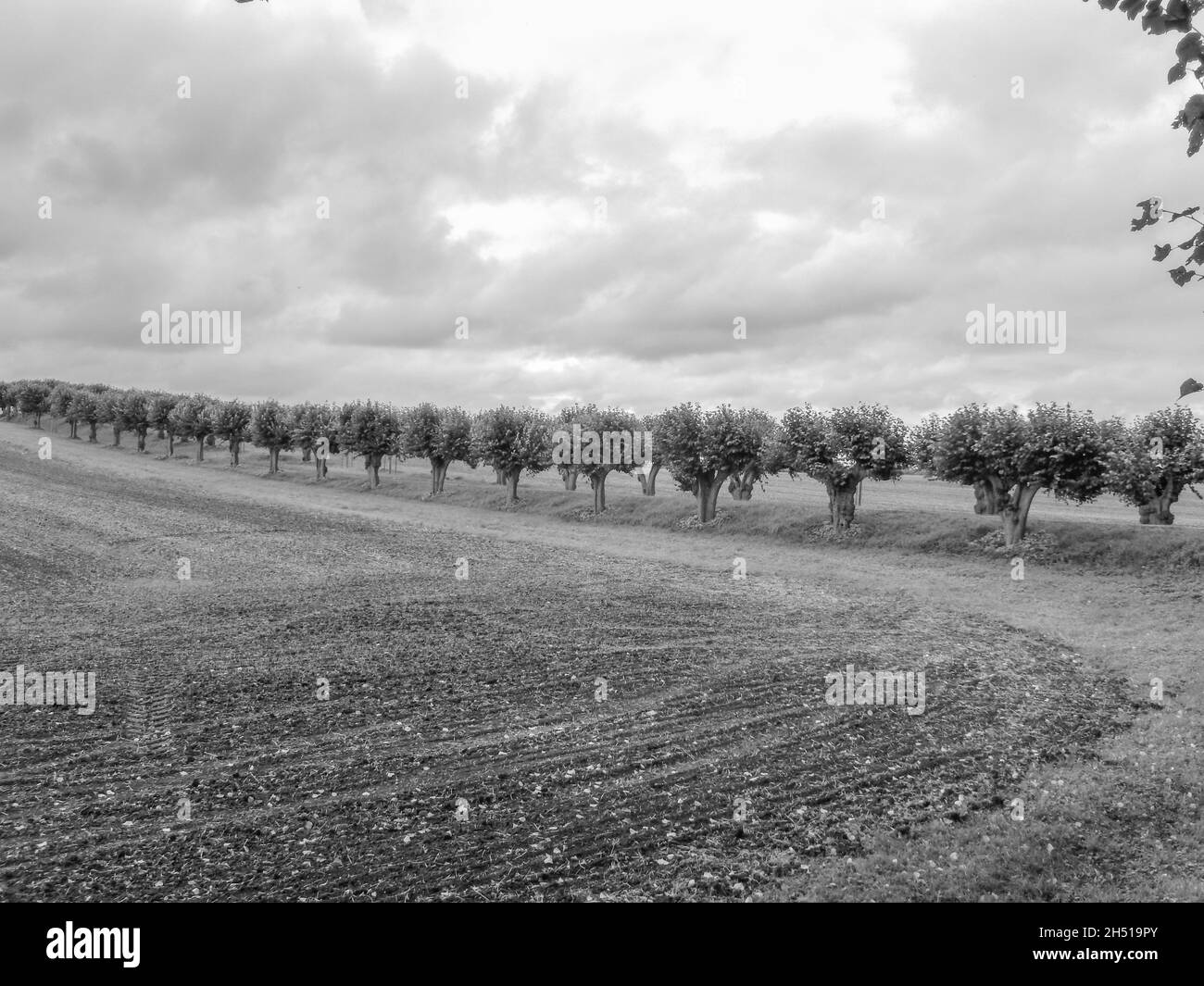 Horizon rows Black and White Stock Photos & Images - Alamy