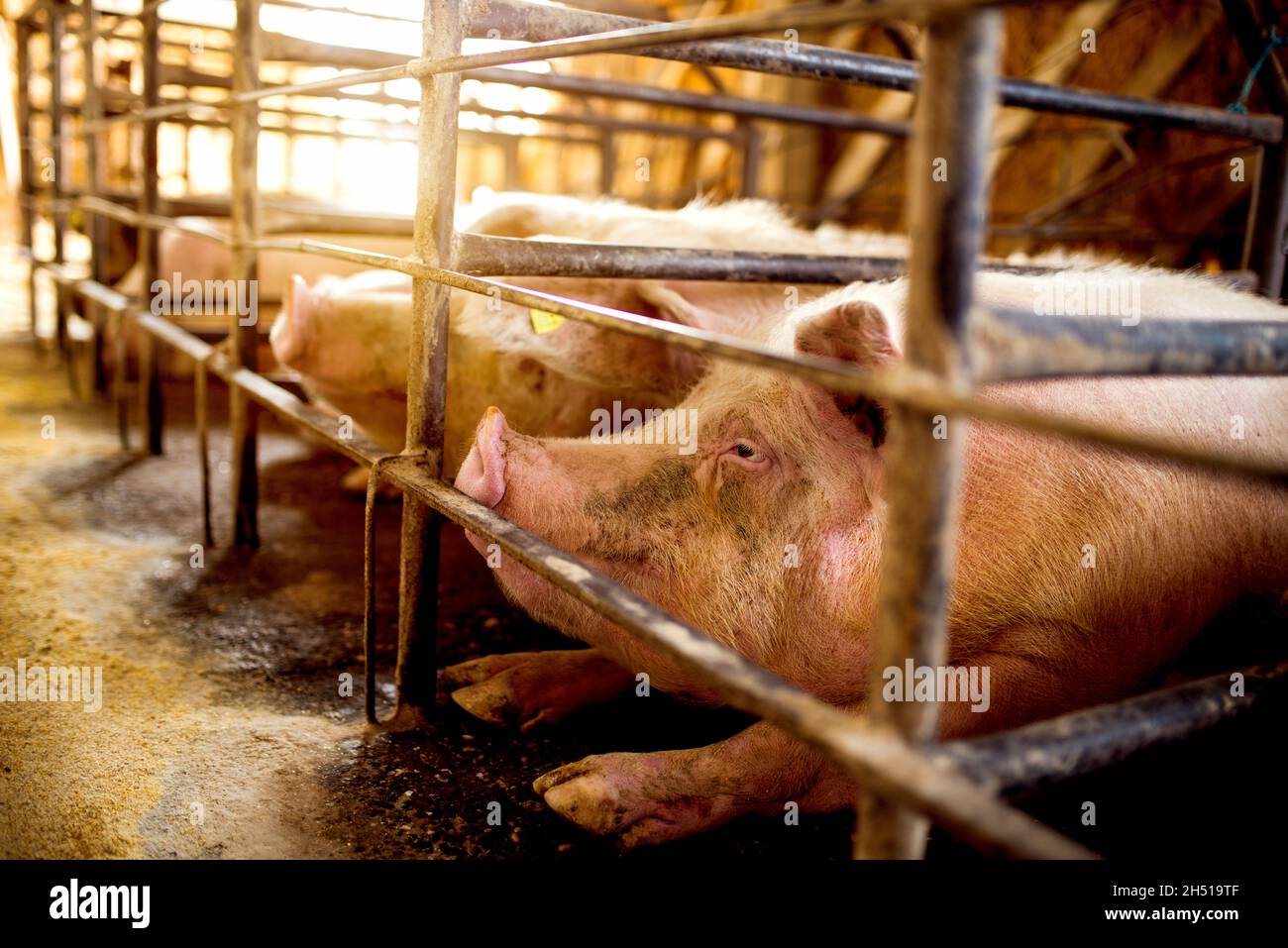 Pig at pigsty biting the bar hungry waiting for food Stock Photo - Alamy