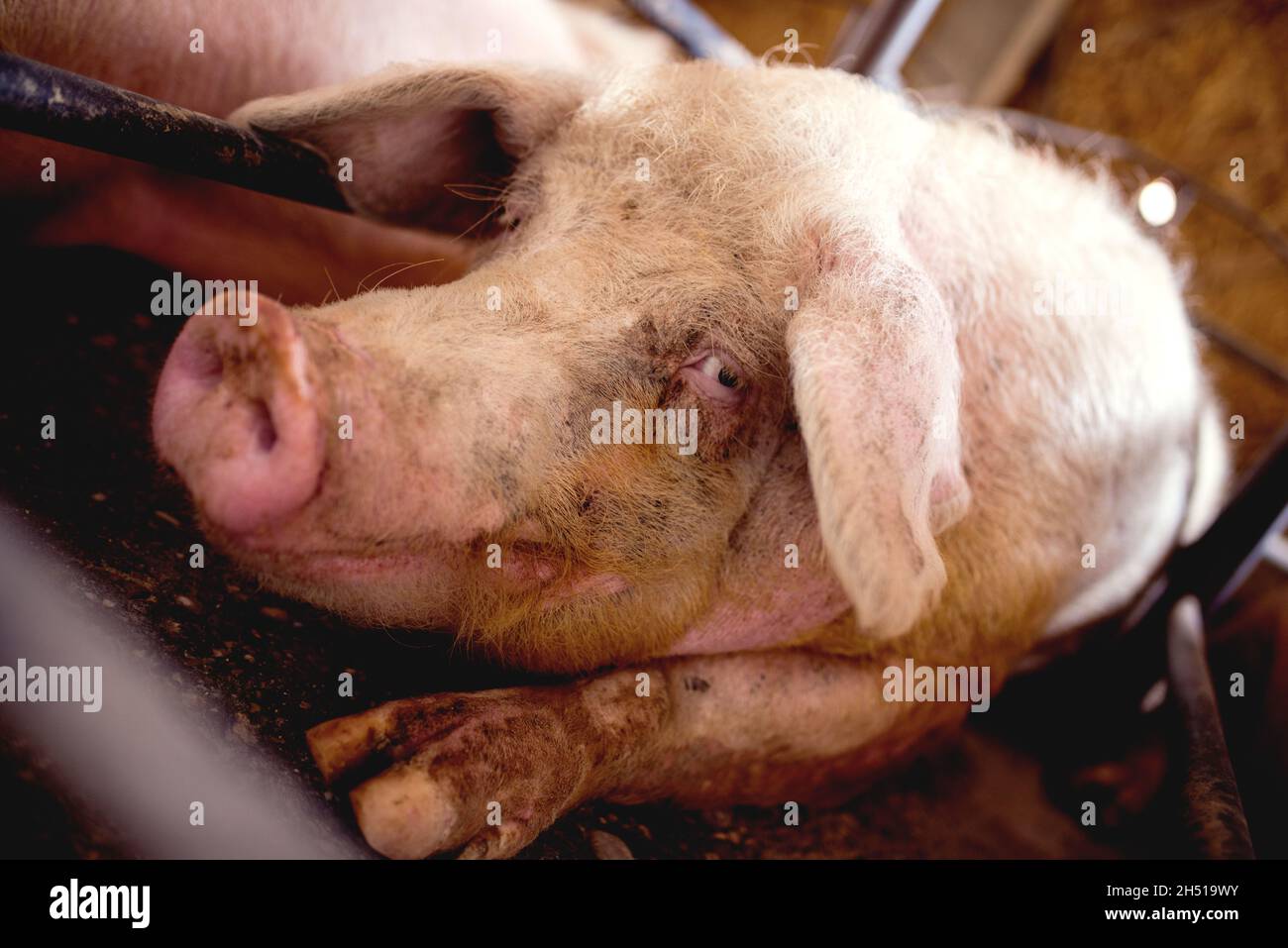 Pig looking at camera hi-res stock photography and images - Alamy