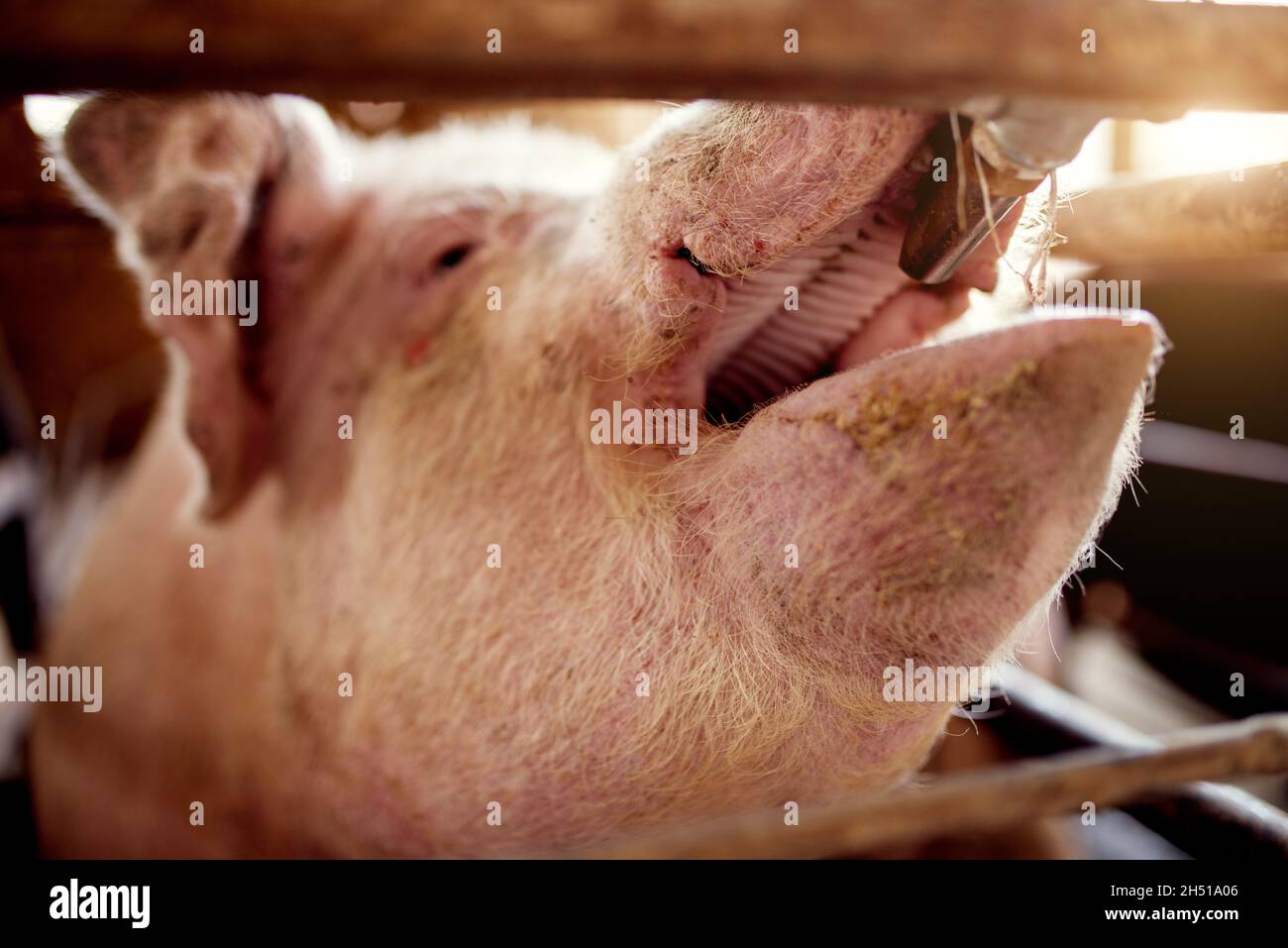 Piglet drinking water hi-res stock photography and images - Alamy