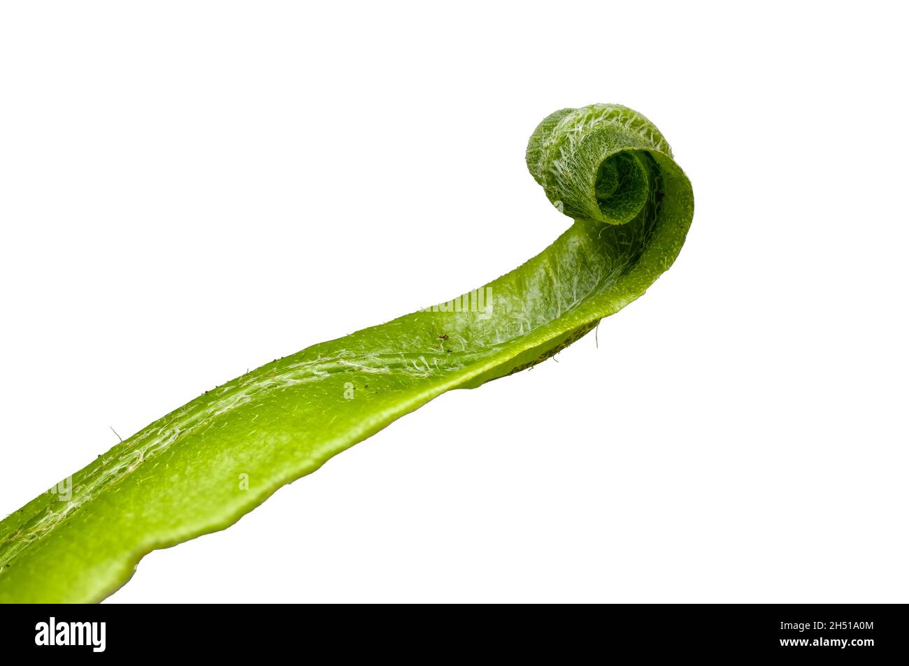 Fresh single fern leaf against a white background Stock Photo - Alamy