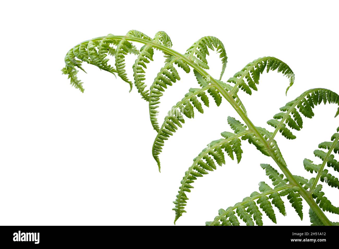 Fresh single fern leaf against a white background Stock Photo - Alamy