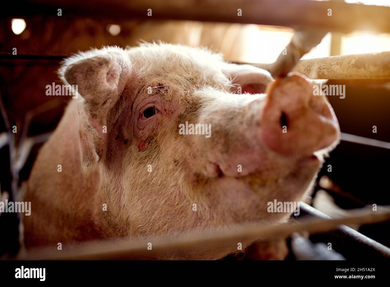 Hungry pig hi-res stock photography and images - Alamy