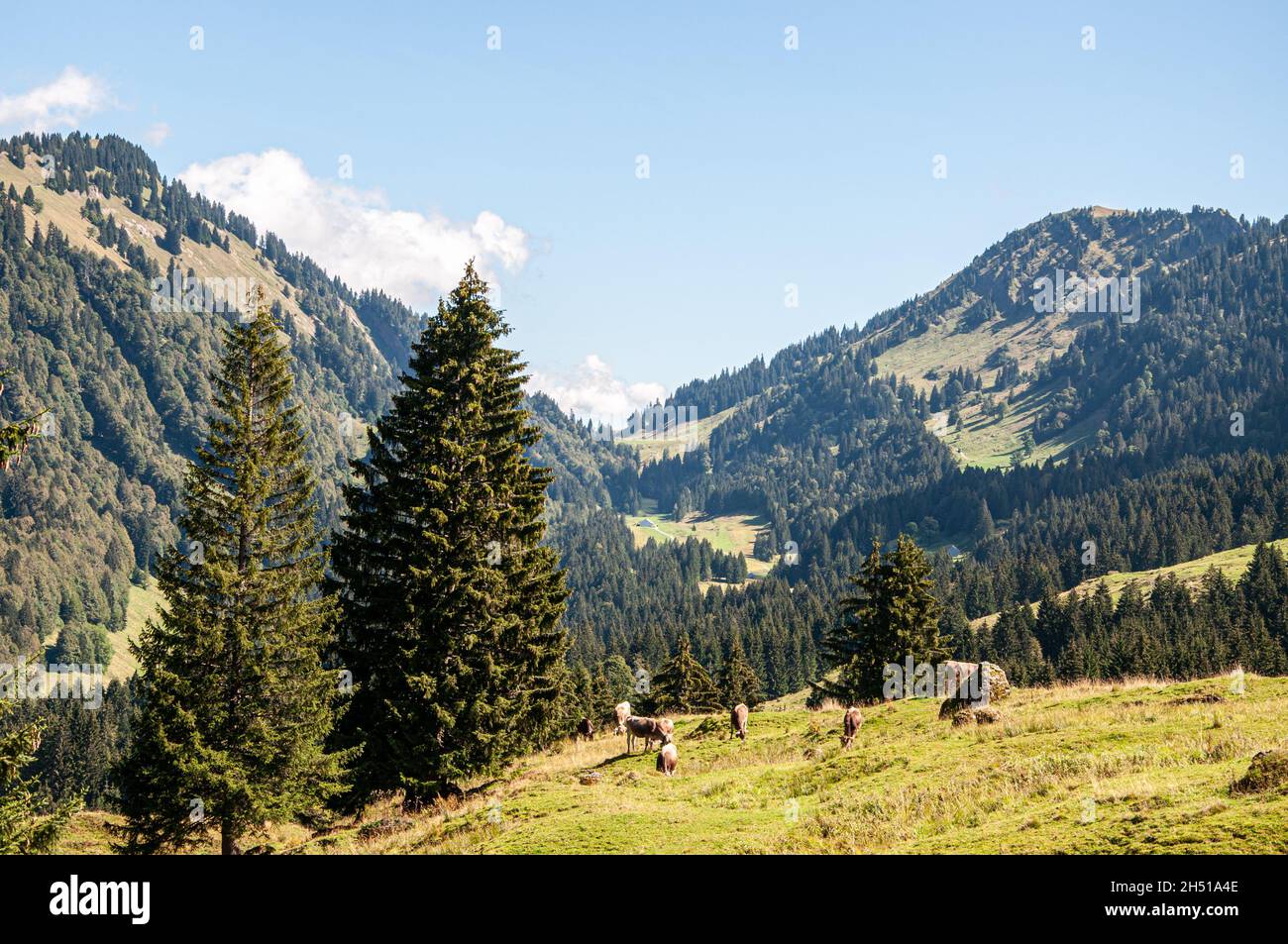 Rural landscape with conifers and animals grazing the grass Stock Photo ...