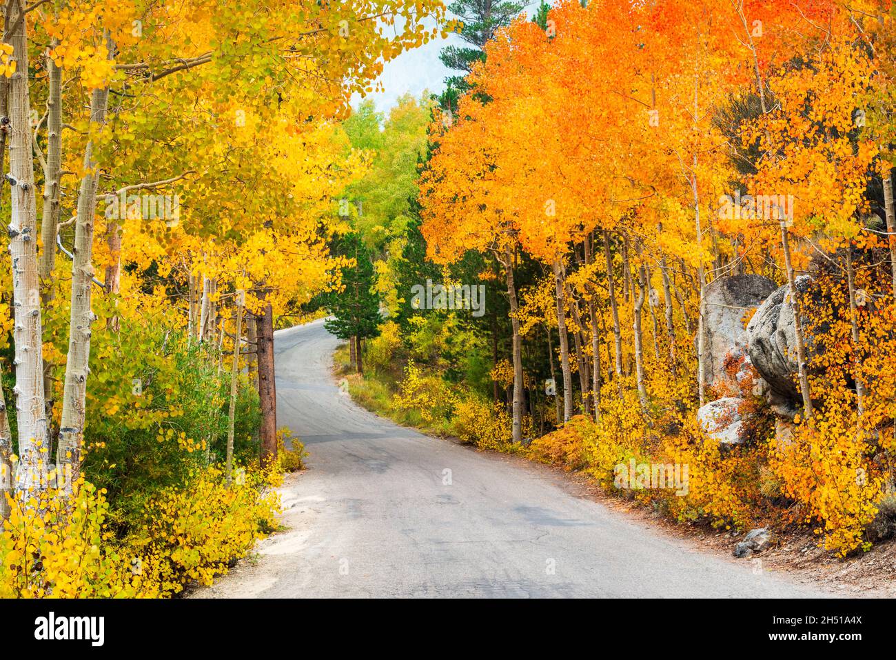 Fall color along the Bishop Creek road, Inyo National Forest ...