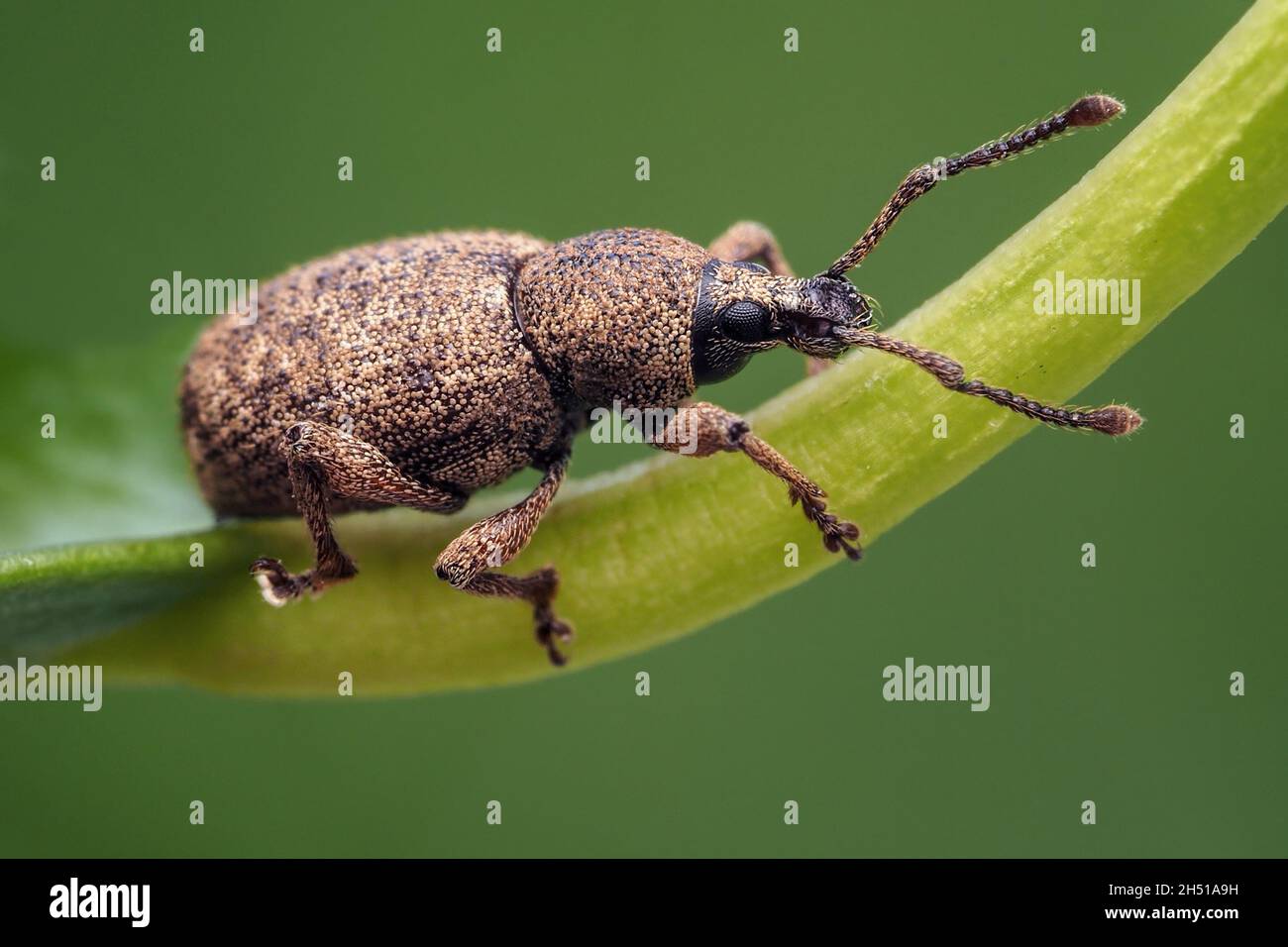 Clay-coloured Weevil (Otiorhynchus singularis) crawling along leaf stem ...