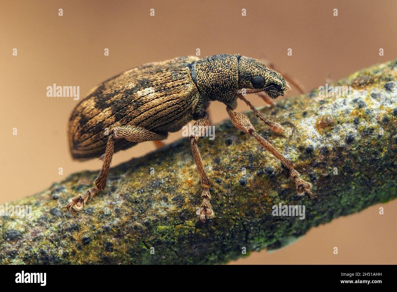 Polydrusus tereticollis weevil crawling along branch. Tipperary ...