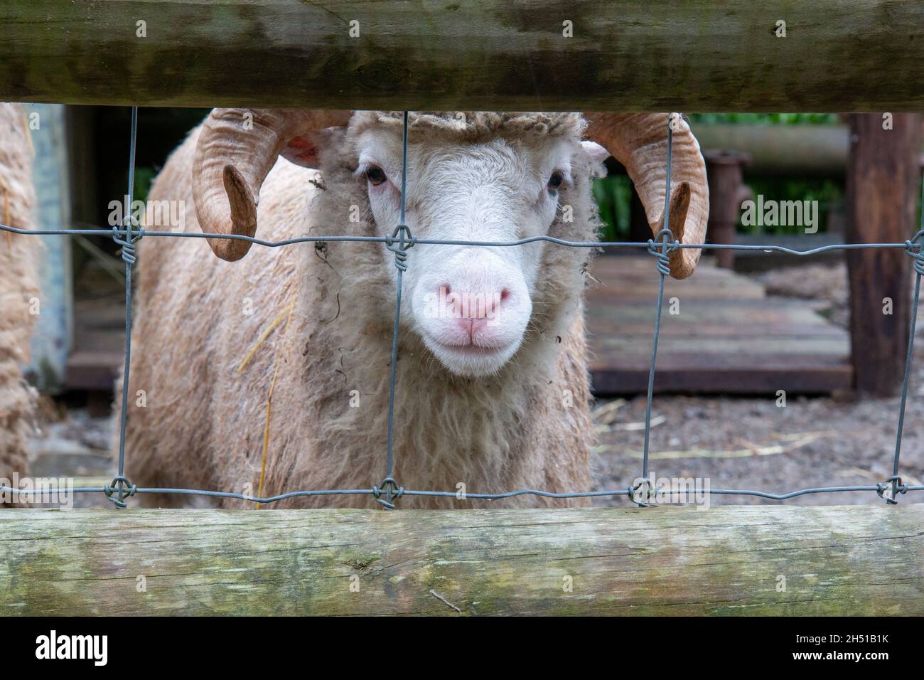 Sheep behind gate fence hi-res stock photography and images - Alamy