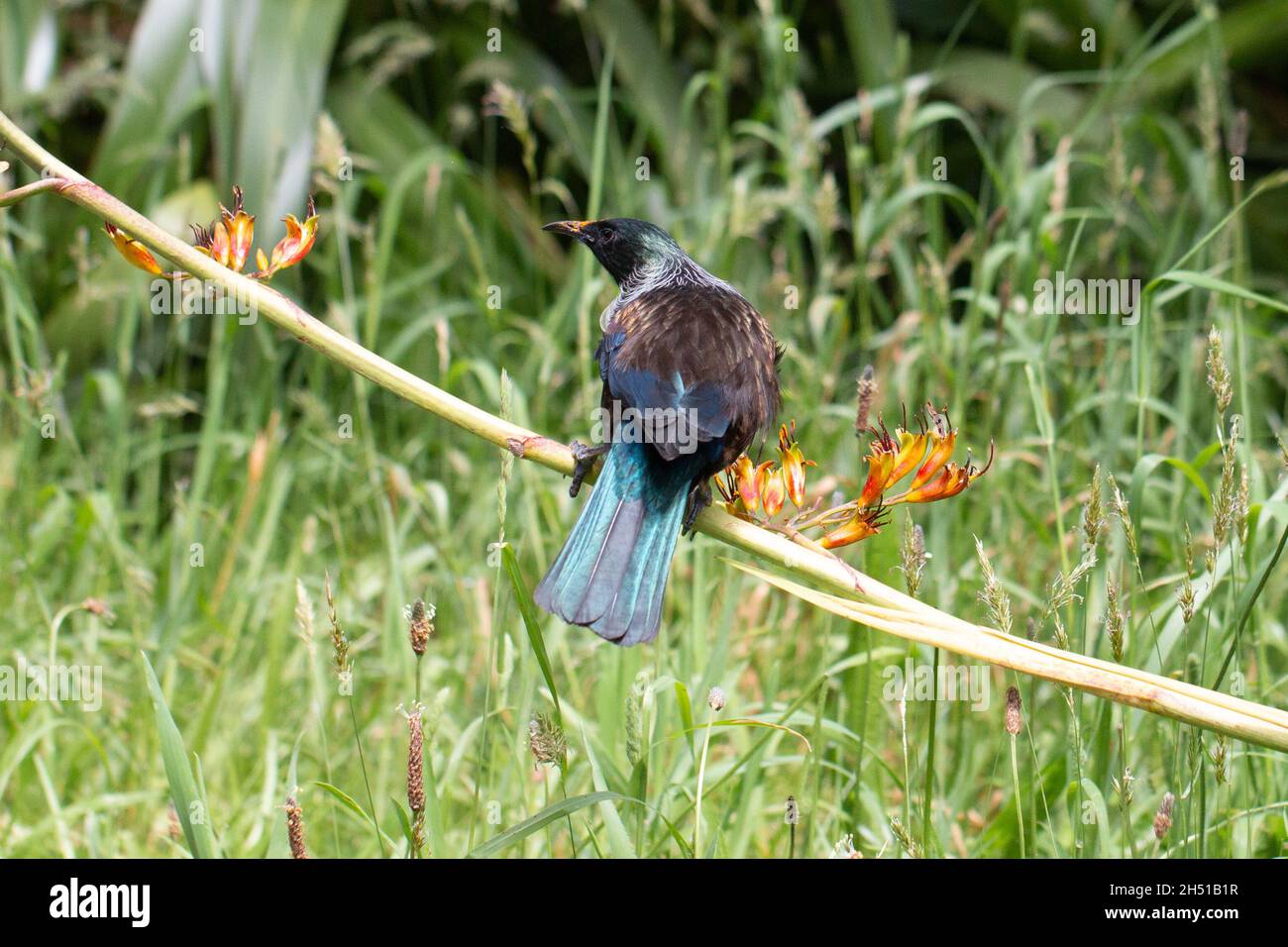 Tui, Native endemic New Zealand Bird Stock Photo - Alamy