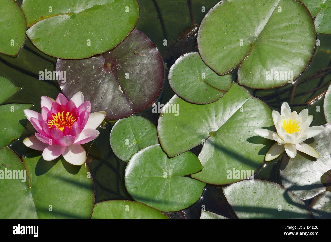 Water lilies aquatic plants with delicate colors, a symbol of purity ...