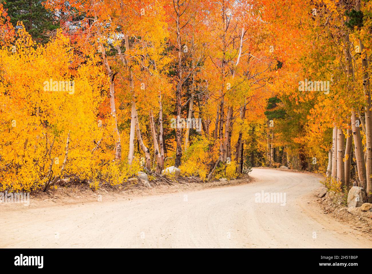 Fall color along the North Lake Road, Inyo National Forest, California ...