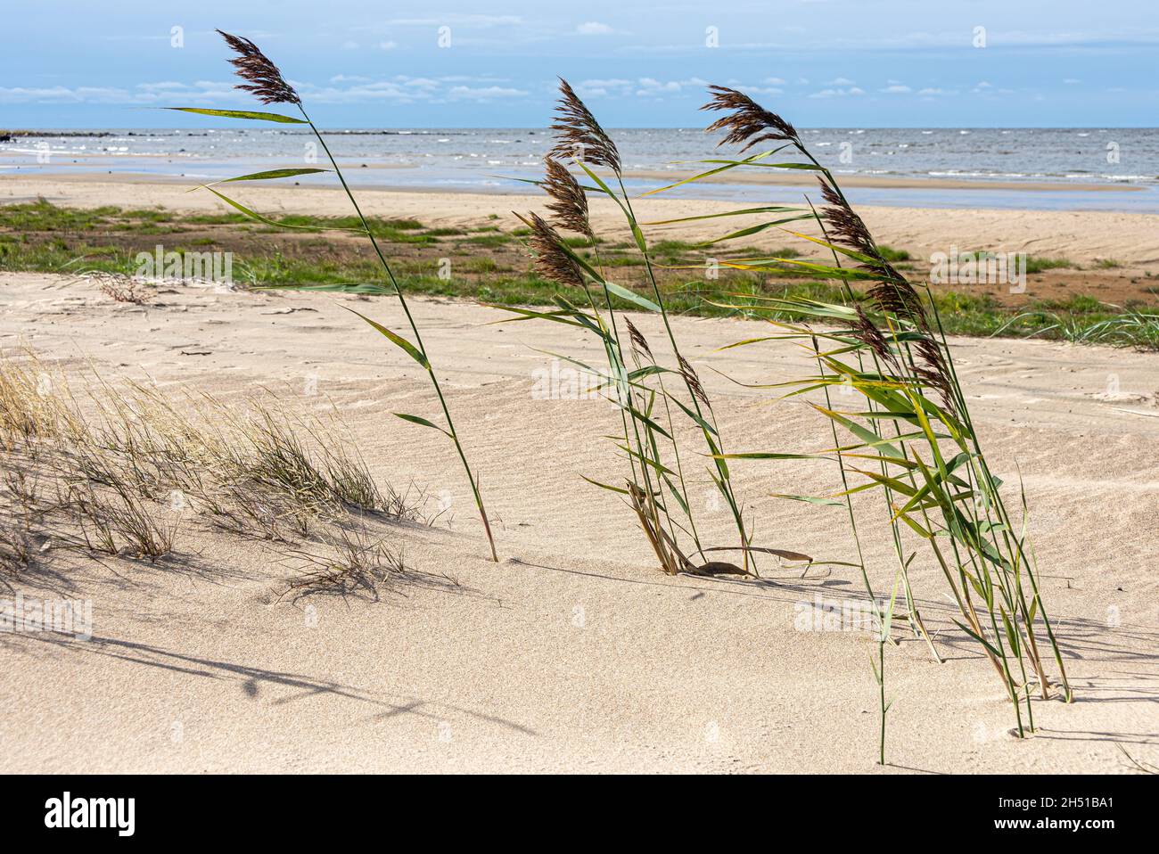 Windy grasses hi-res stock photography and images - Alamy