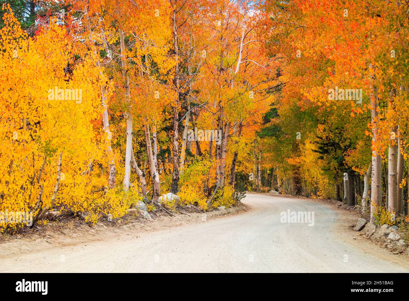 Fall color along the North Lake Road, Inyo National Forest, California ...