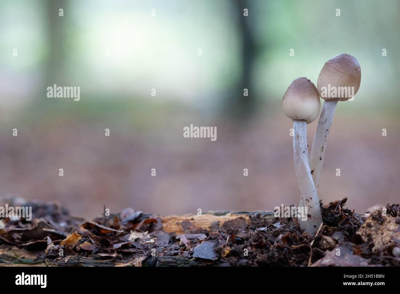 Tiny fungi hi-res stock photography and images - Alamy