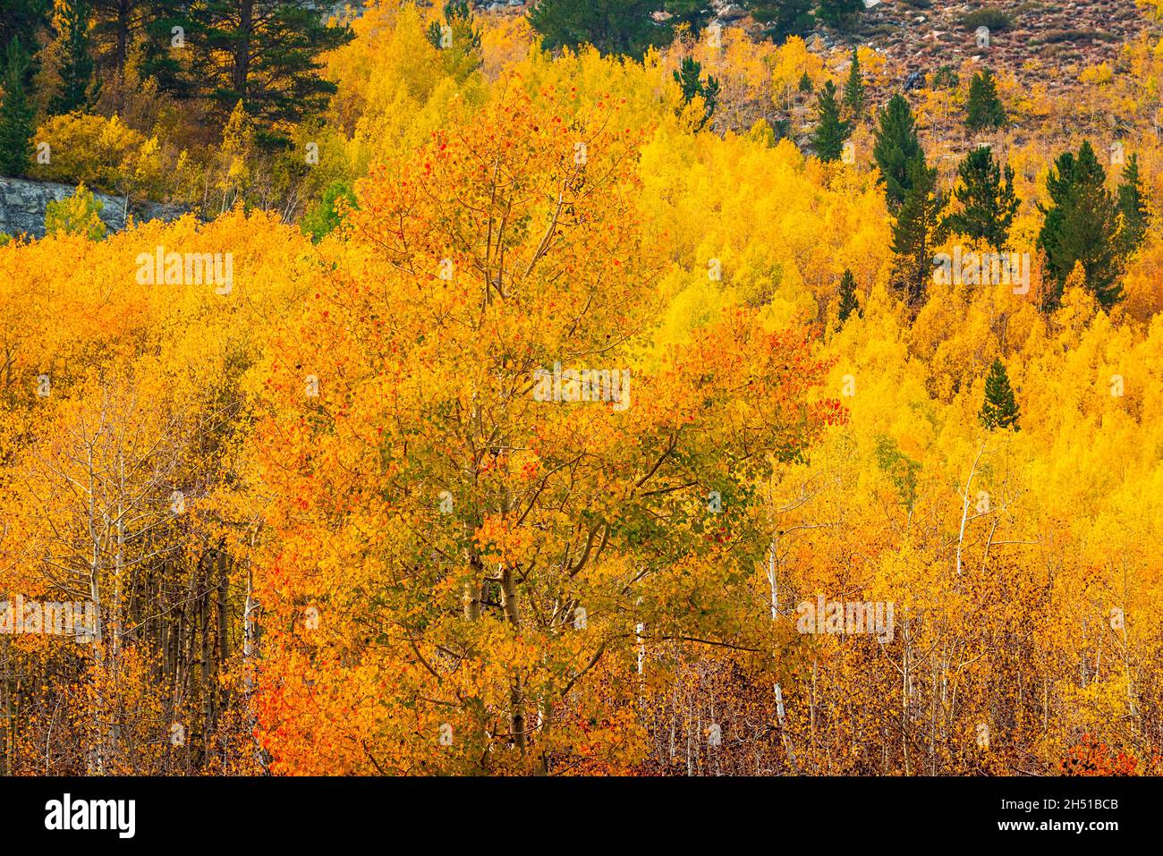 Quaking aspen in full autumn color along Bishop Creek, Inyo National ...