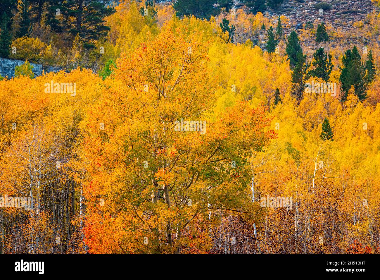 Quaking aspen in full autumn color along Bishop Creek, Inyo National ...