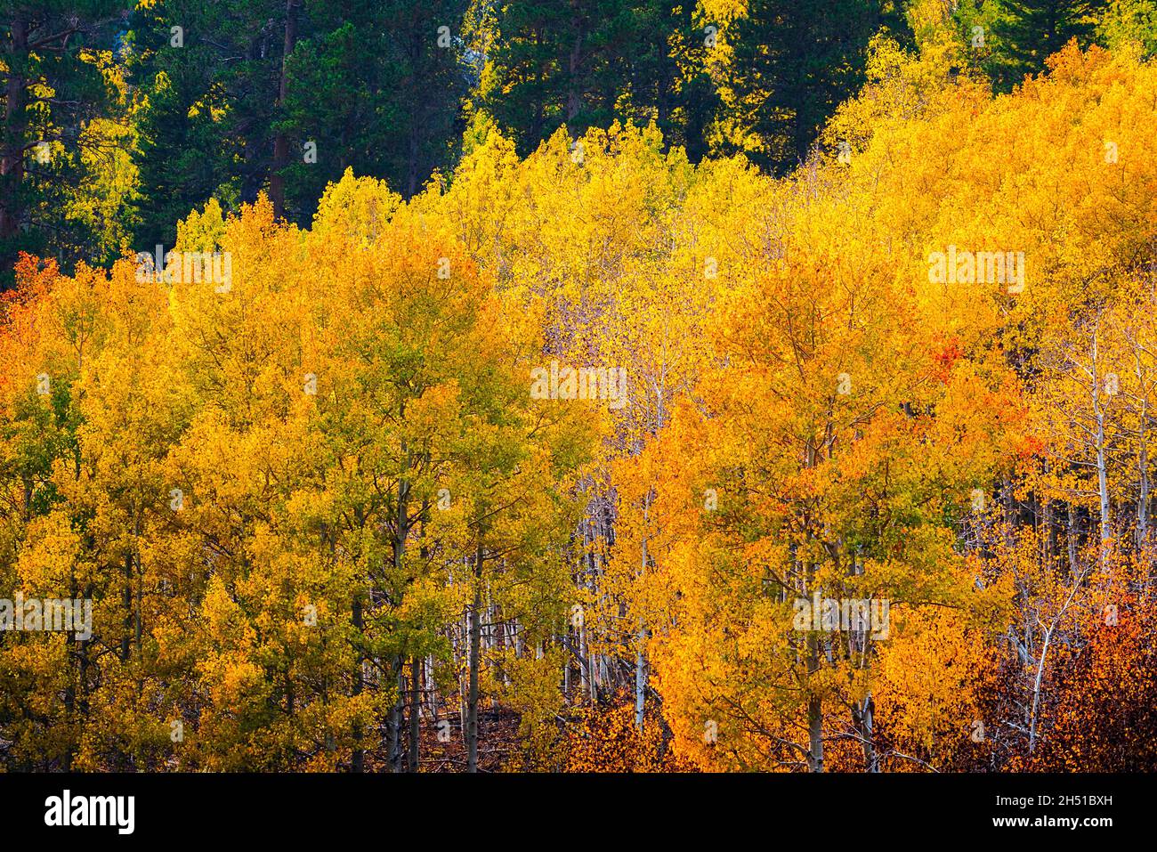 Quaking aspen in full autumn color along Bishop Creek, Inyo National ...