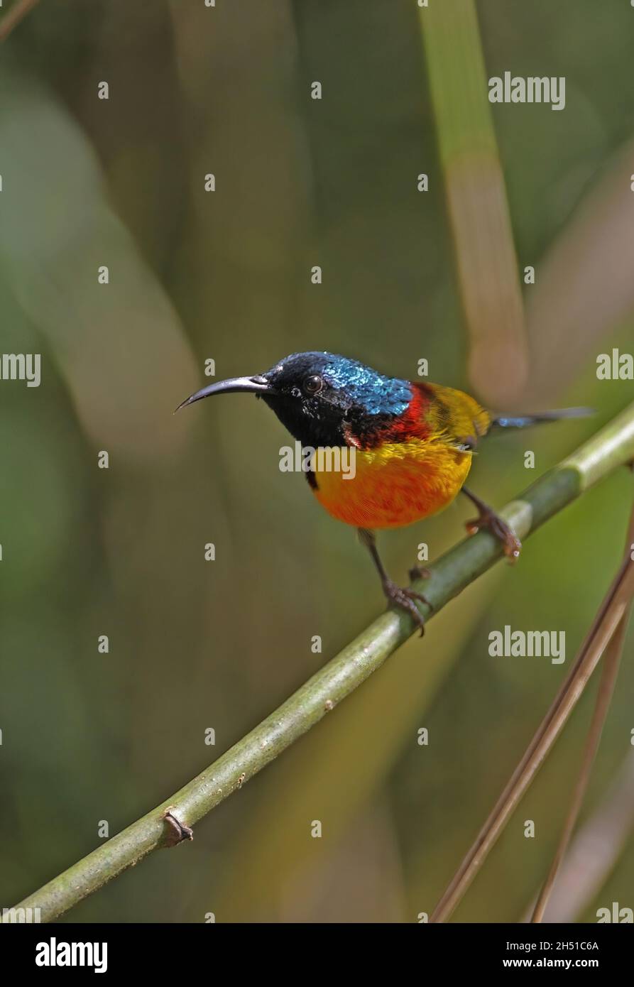 Green-tailed Sunbird (Aethopyga nipalensis koelzi) adult male perched ...