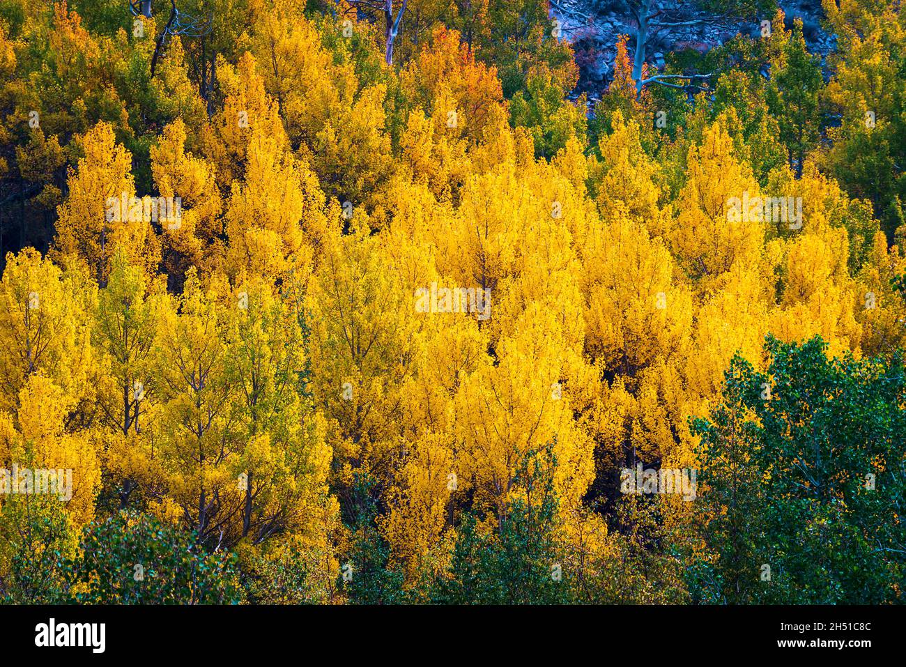 Quaking aspen in full autumn color along Bishop Creek, Inyo National ...