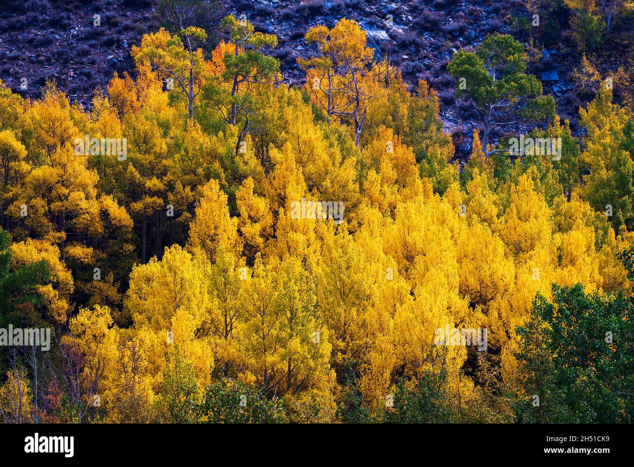 Quaking aspen in full autumn color along Bishop Creek, Inyo National ...