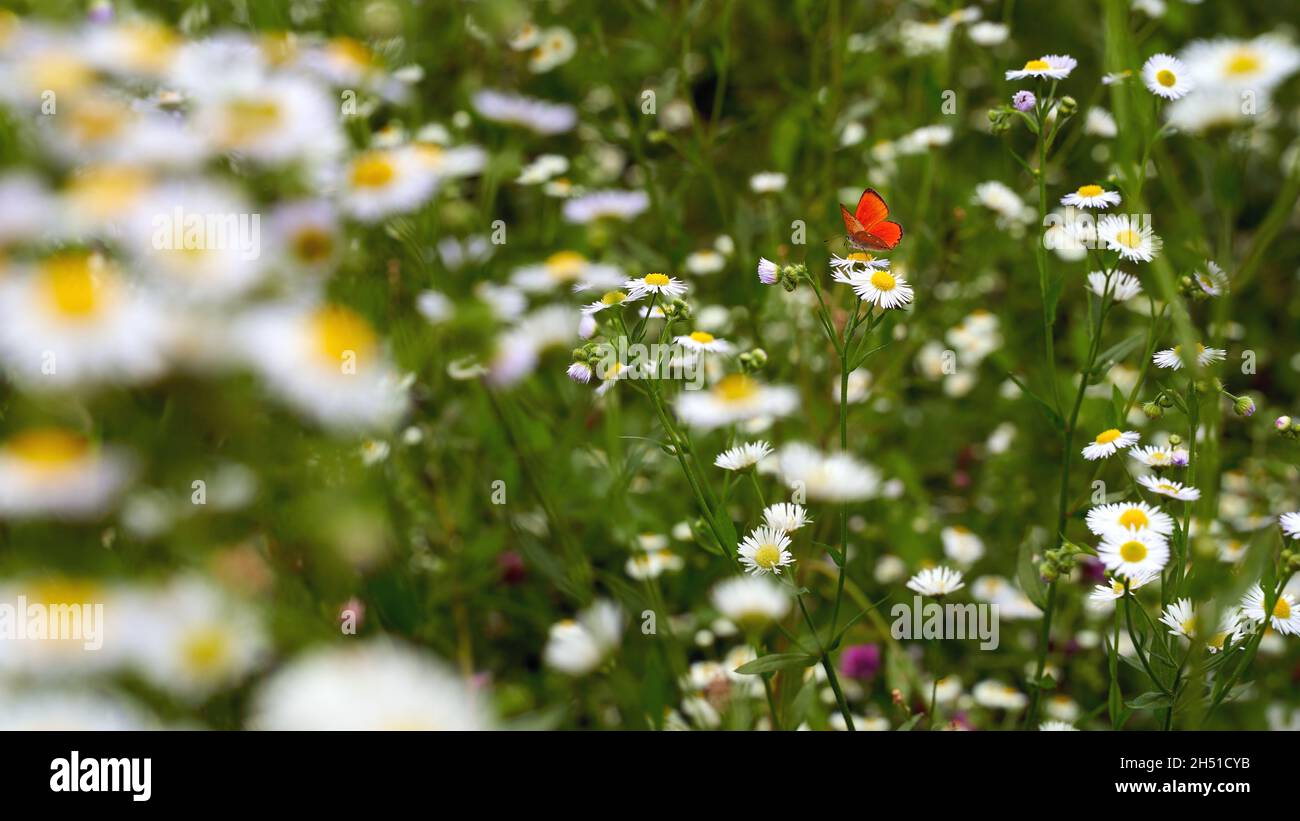 Small red butterfly in the summer flower field Stock Photo - Alamy